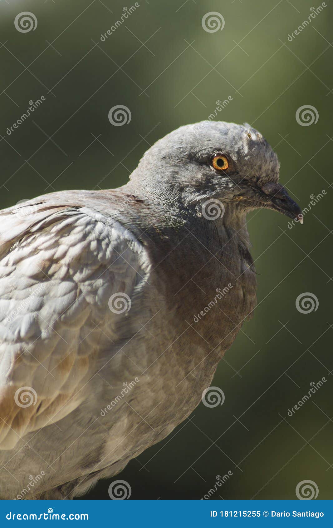 Brown Pigeon Staring at the Camera Stock Image - Image of staring ...