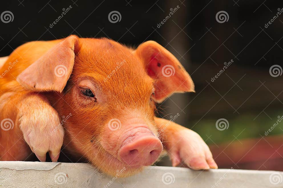 Brown Piglet Series 5 stock photo. Image of animals, farm - 5076576