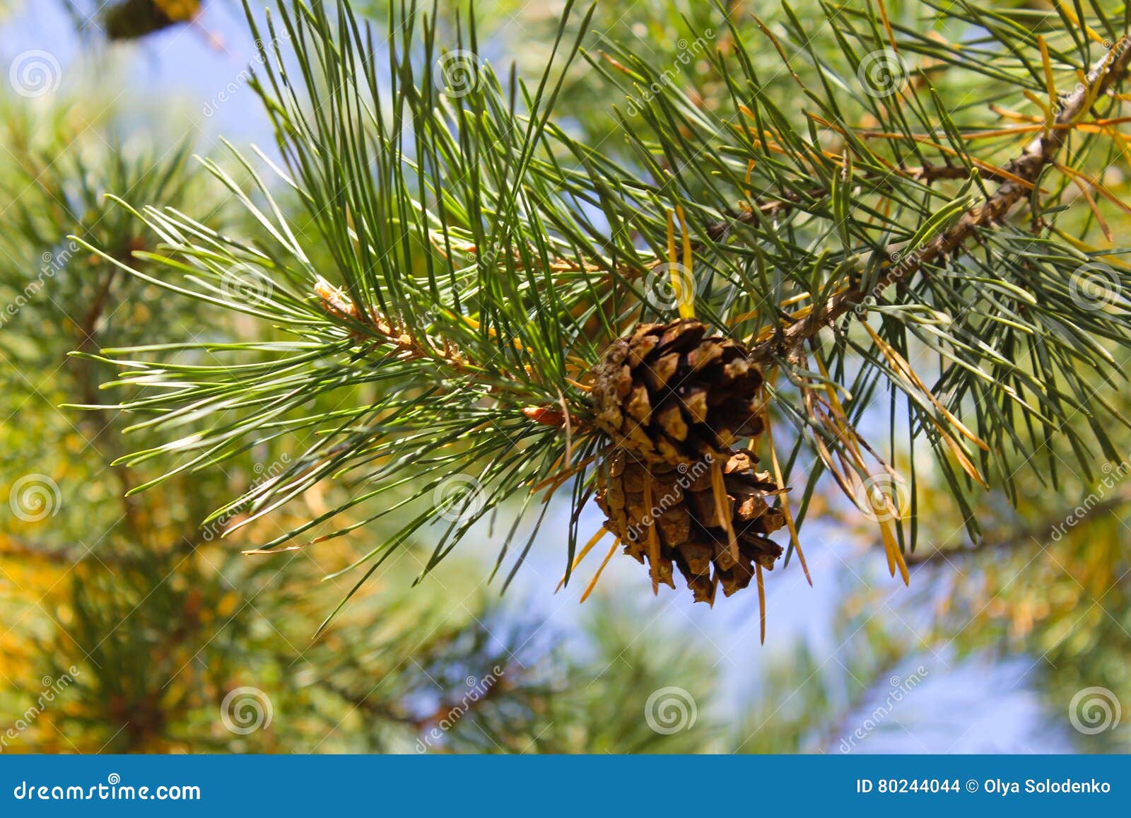 Brown Pine Cone on a Branch Stock Photo - Image of flora, growing: 80244044