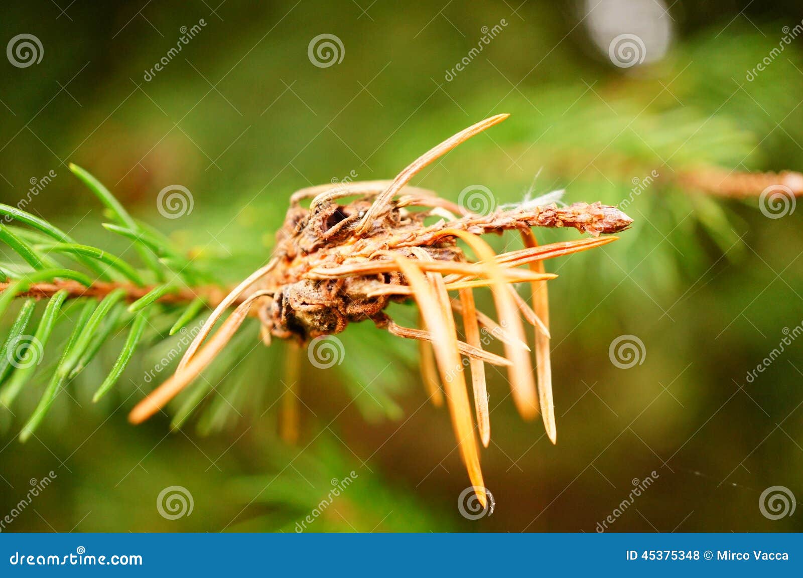 Brown pine twig stock photo. Image of twig, pine, dead - 45375348