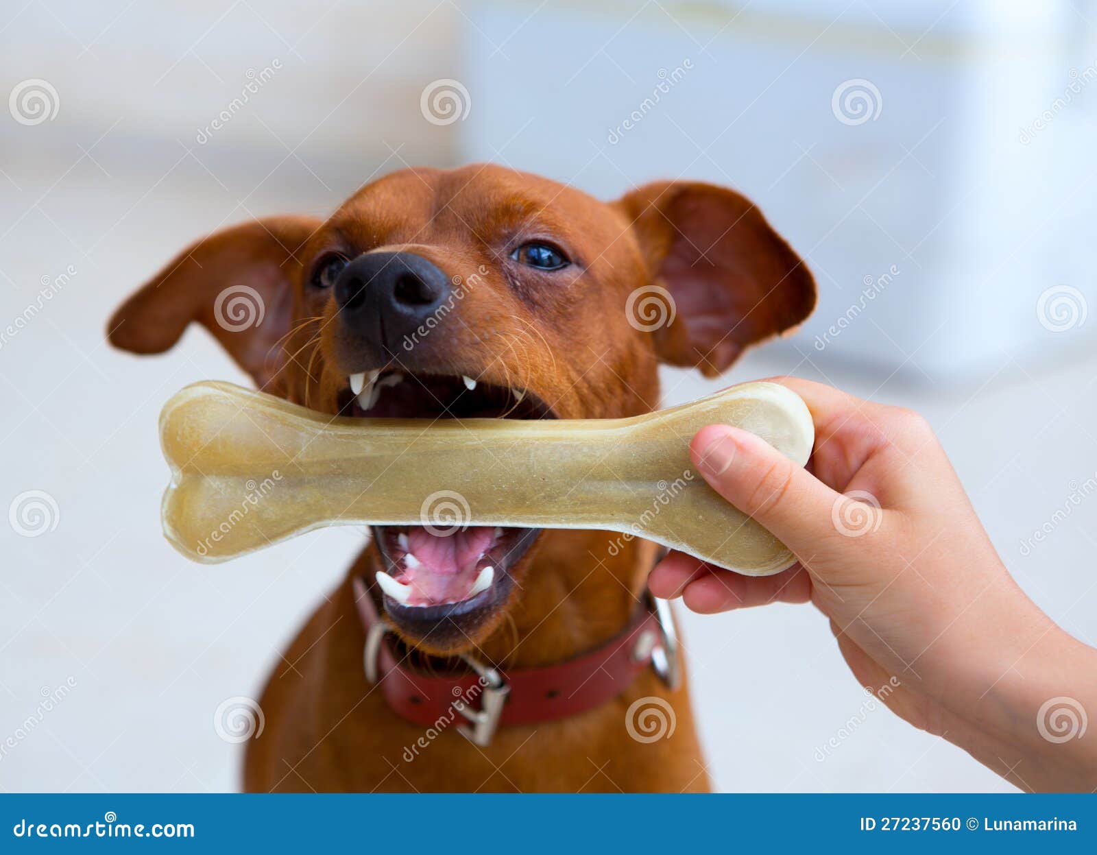 Dog Playing Bone Stock Photos - Royalty Free Images
