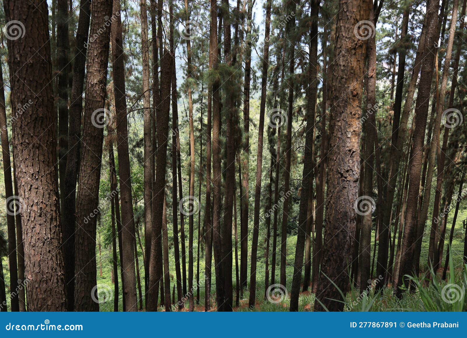 Brown Pinus Roxburghii-Pinus Placed On Ground Dropped From Roxburghii ...