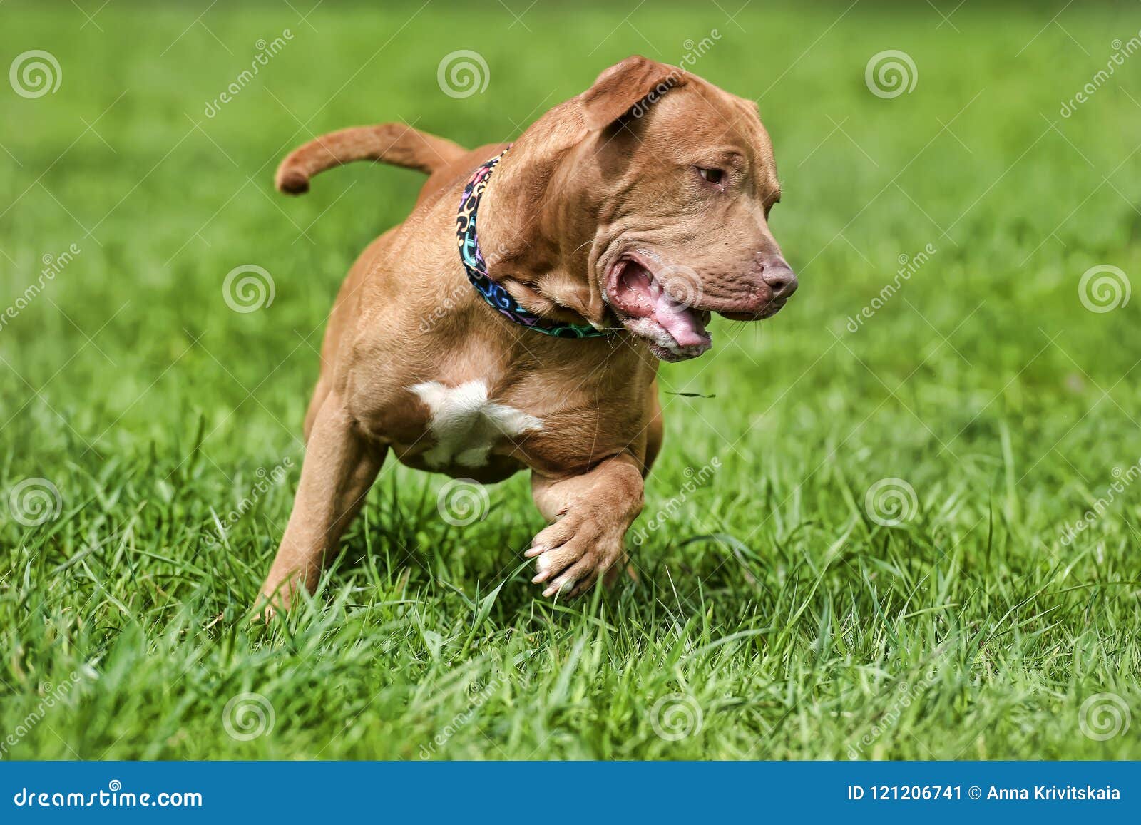A brown pit bull plays stock image. Image of head, bull - 121206741