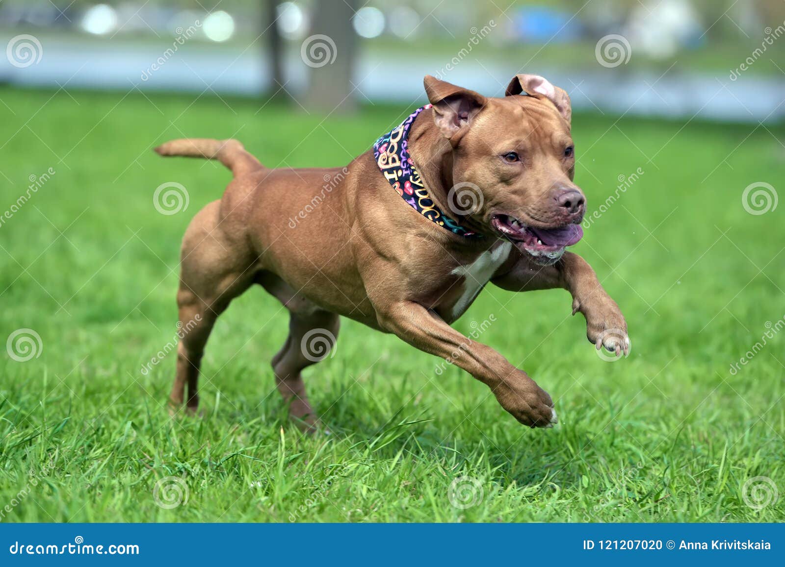 A brown pit bull plays stock photo. Image of domestic - 121207020