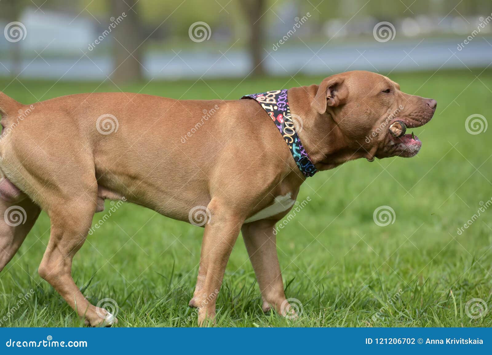 A brown pit bull plays stock photo. Image of brown, cheerful - 121206702