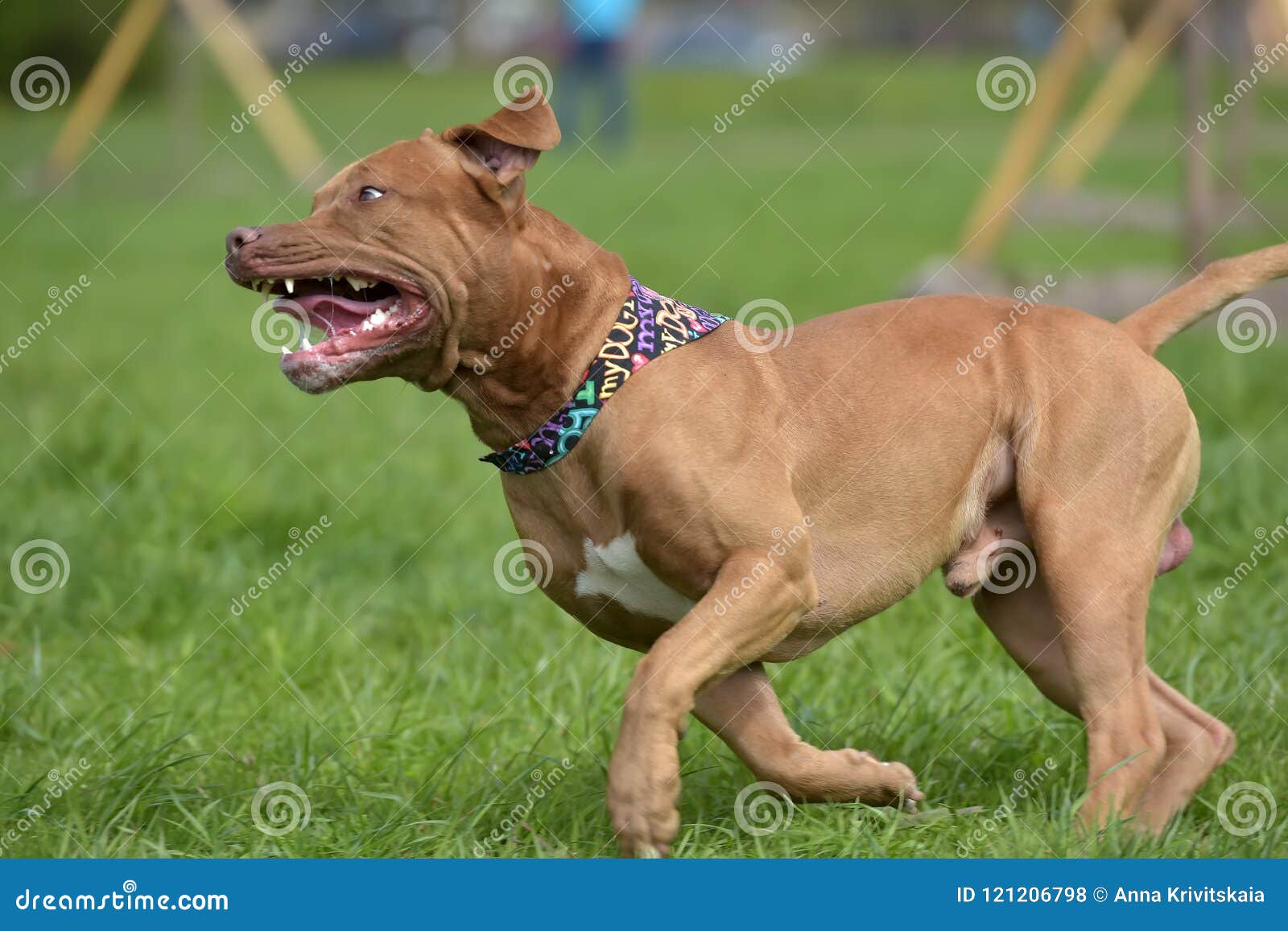 A brown pit bull plays stock photo. Image of adorable - 121206798