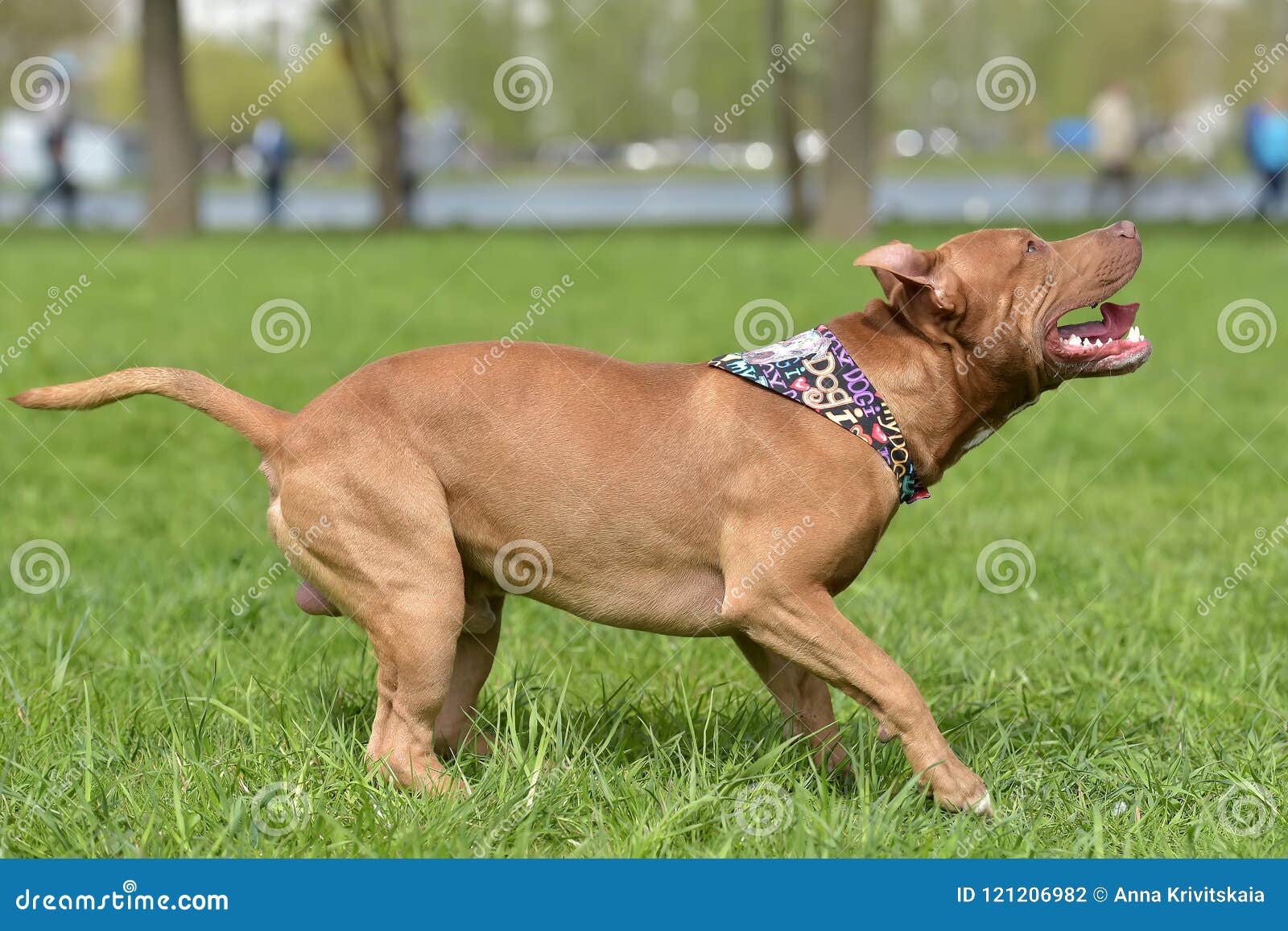 A brown pit bull plays stock photo. Image of cheerful - 121206982