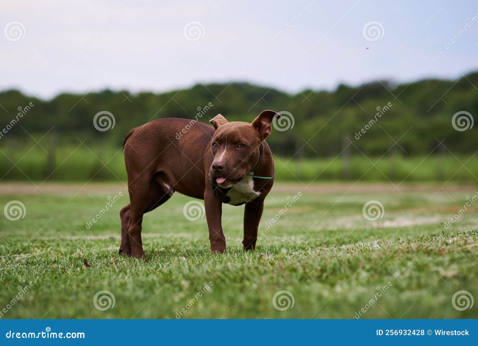 Brown Pit Bull Standing on a Green Field. Stock Photo - Image of ...