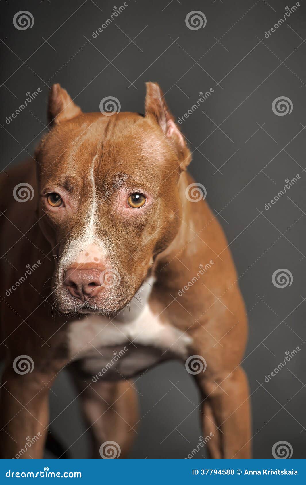 Brown Pit Bull Terrier stock photo. Image of fighter - 37794588