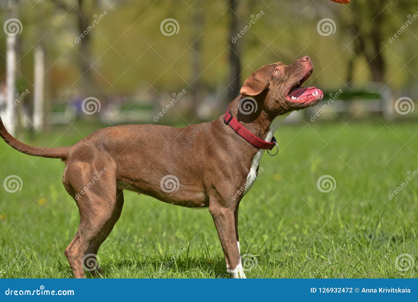 Brown pit bull terrier stock photo. Image of attack - 126932472