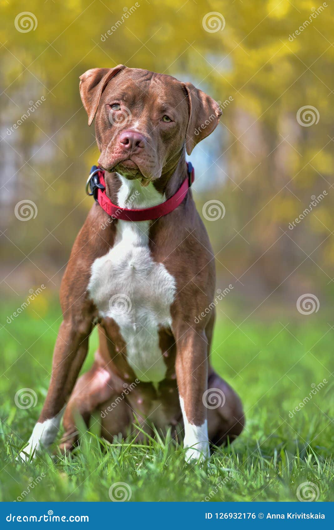Brown pit bull terrier stock photo. Image of canine - 126932176