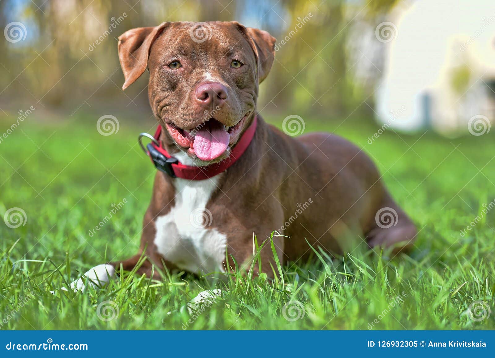 Brown pit bull terrier stock image. Image of friendly - 126932305