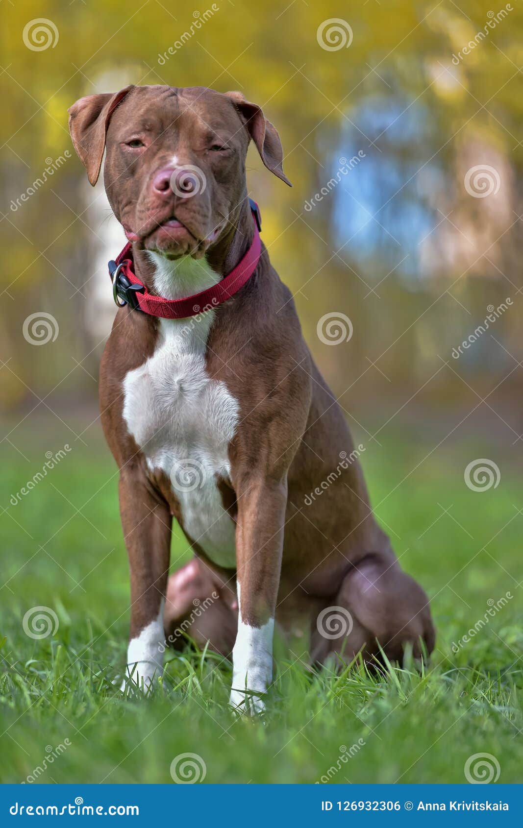 Brown pit bull terrier stock photo. Image of cropped - 126932306