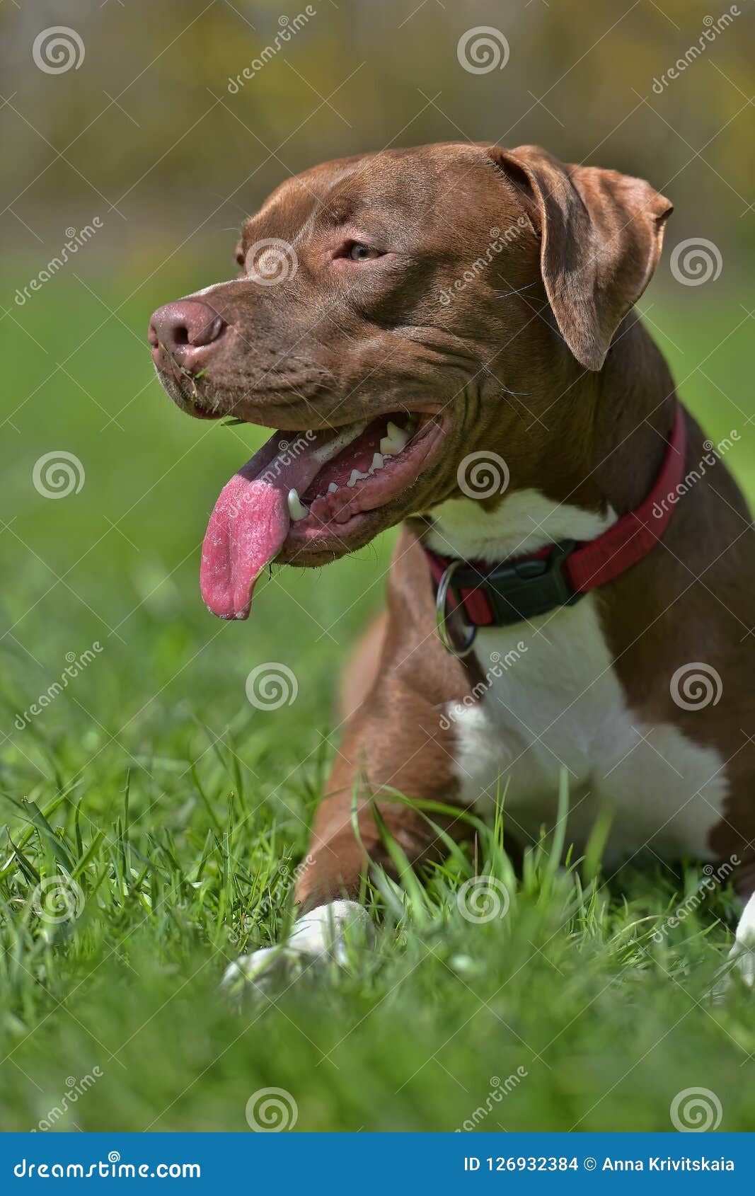 Brown pit bull terrier stock photo. Image of aggressive - 126932384