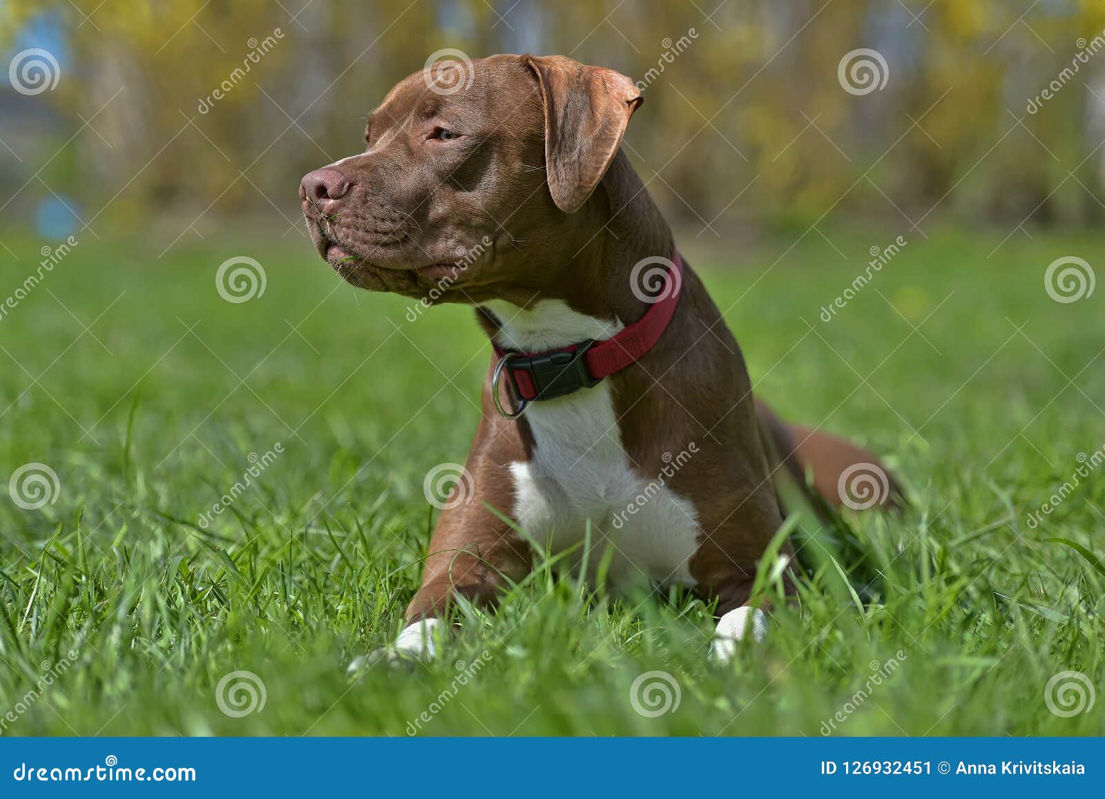 Brown pit bull terrier stock image. Image of friendly - 126932451