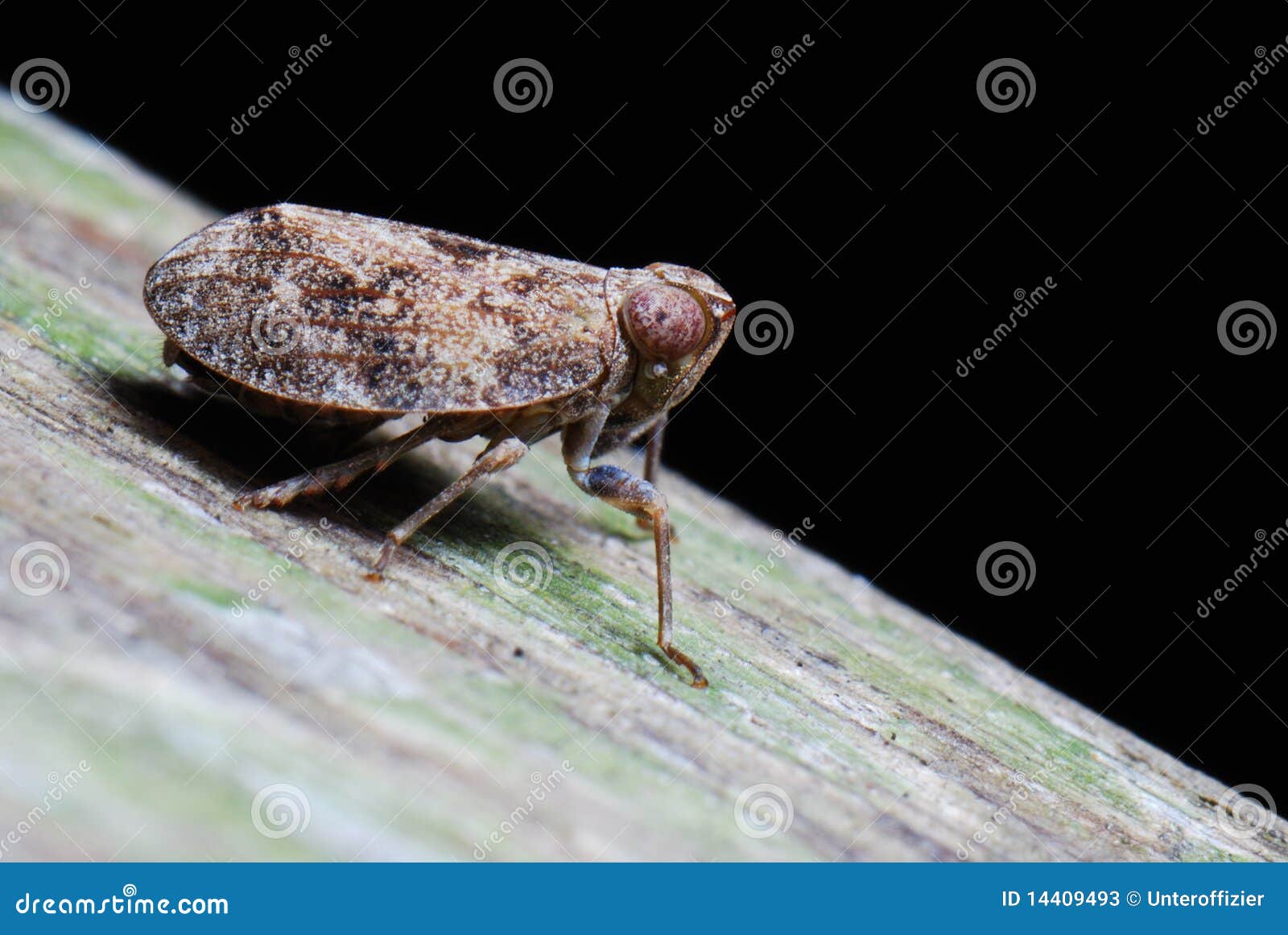 Brown plant hopper stock image. Image of brown, compound - 14409493