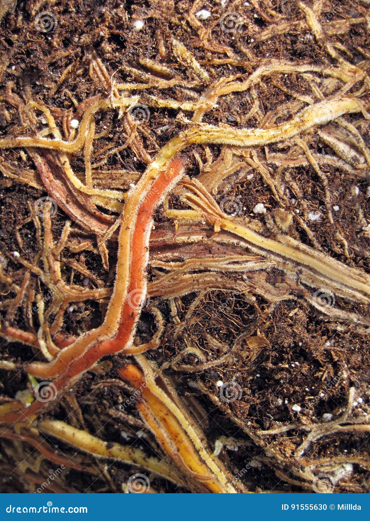 Brown plant roots stock photo. Image of pieces, view - 91555630