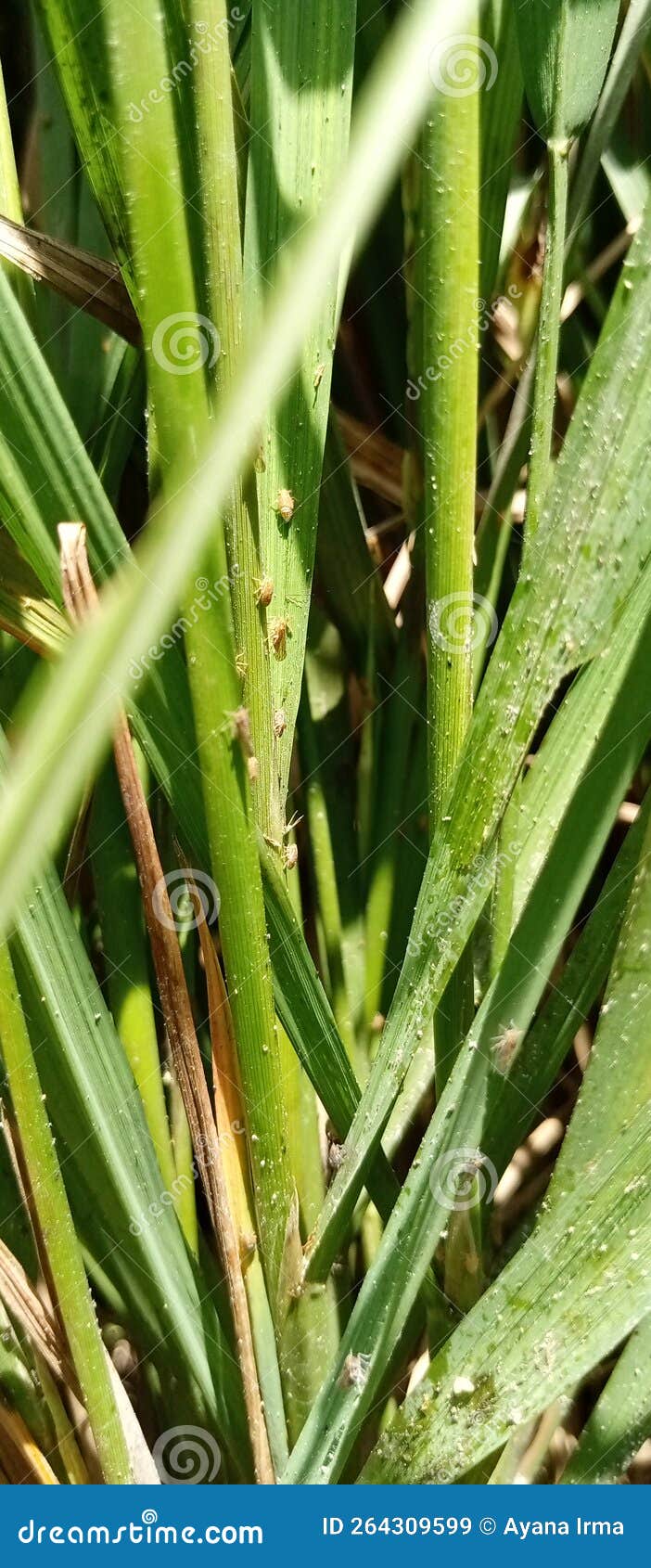 Brown Planthopper Pest is the Main Pest of Rice Plants Stock Image ...