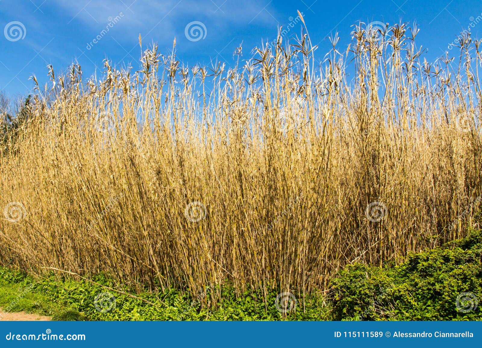 Wild Reeds during a Walk at the Park Stock Image - Image of grass ...