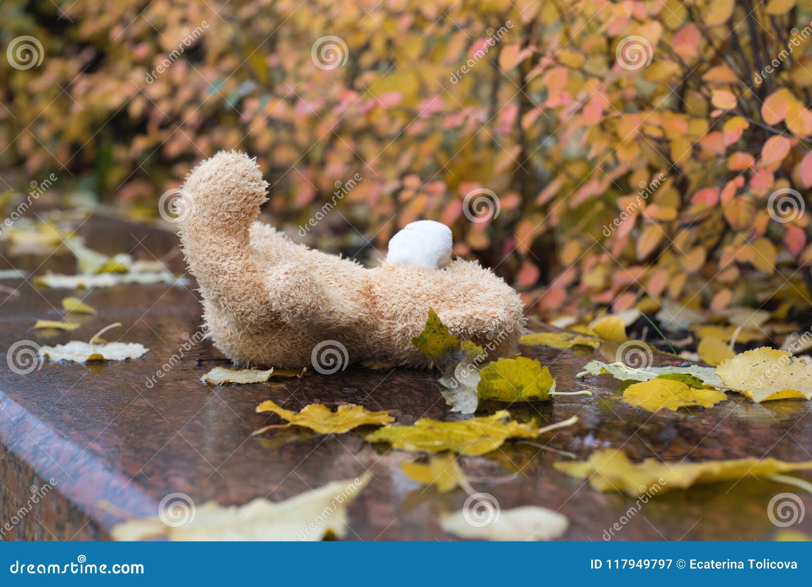 Brown Plush Toy Teddy Bear Crawling Out Of Chest Of White Drawers ...