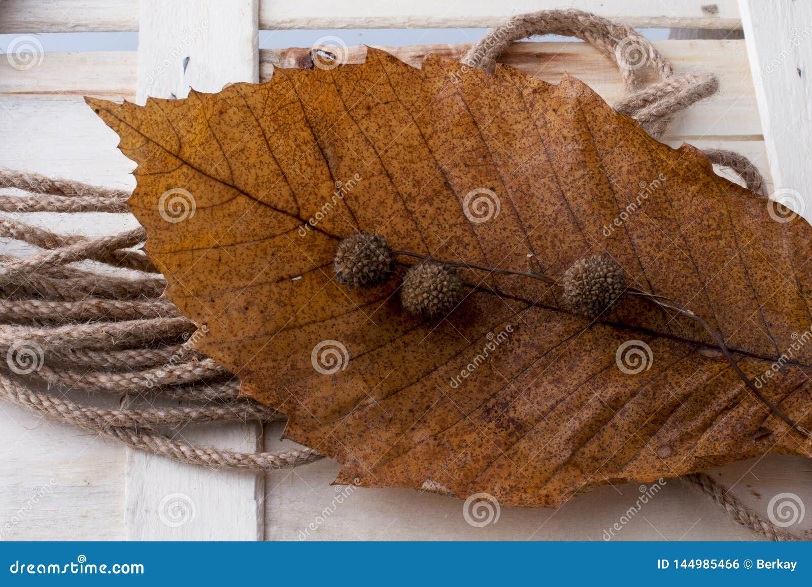 Brown Pod Capsule on a Dry Leaf As an Autumn Background Stock Photo ...