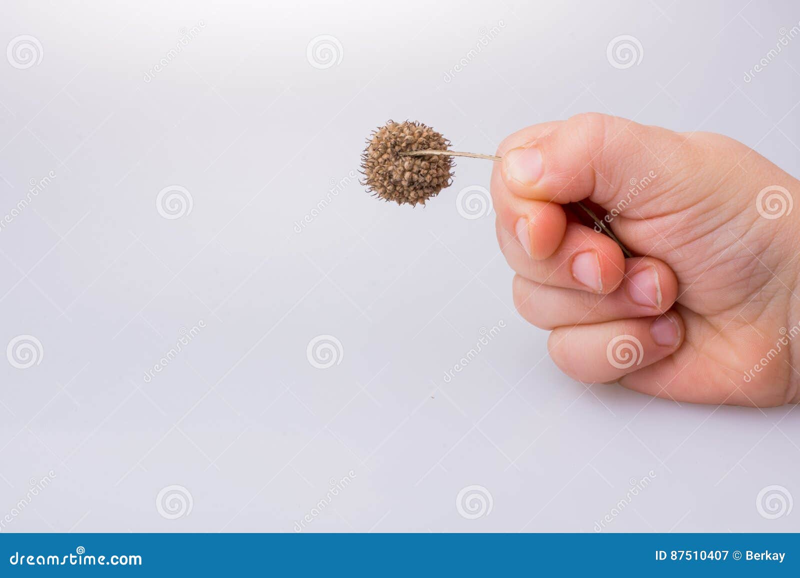 Brown Pod or Capsule on White Background Stock Image - Image of ...