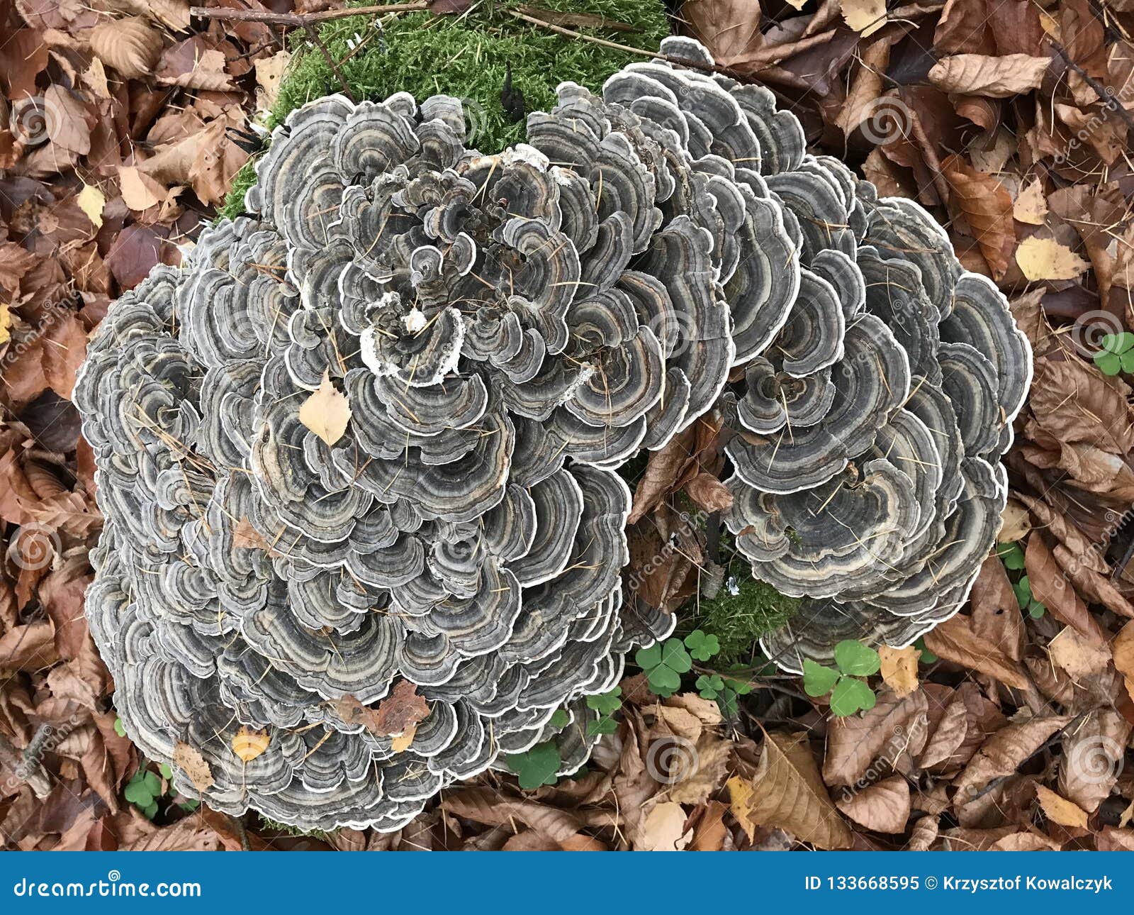 Brown polypore stock image. Image of poland, fungi, bracket - 133668595