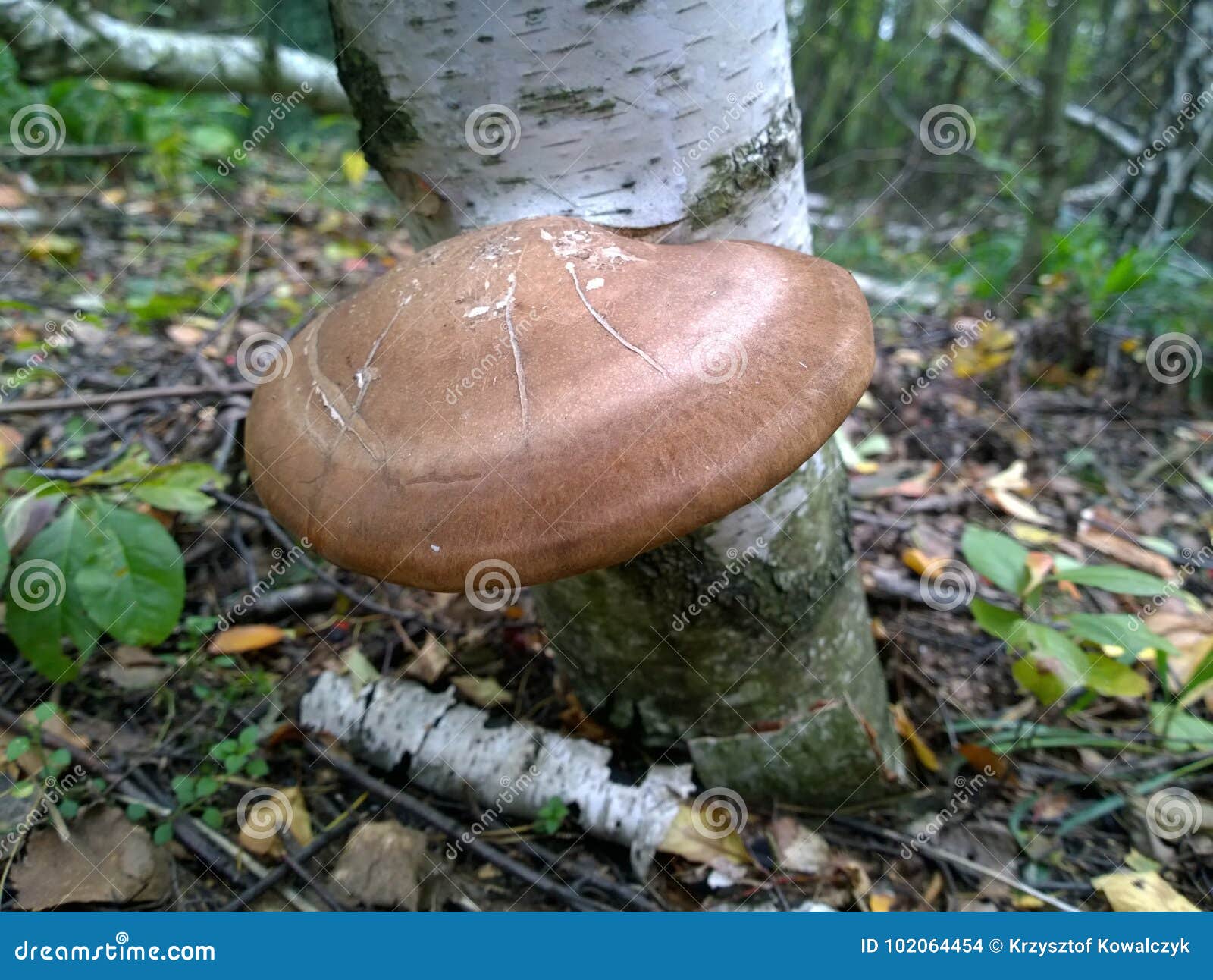 Brown polypore stock photo. Image of macro, polypore - 102064454