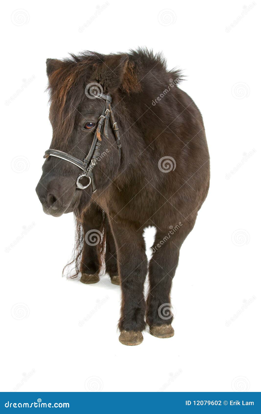 Brown pony stock photo. Image of equus, animal, mane - 12079602