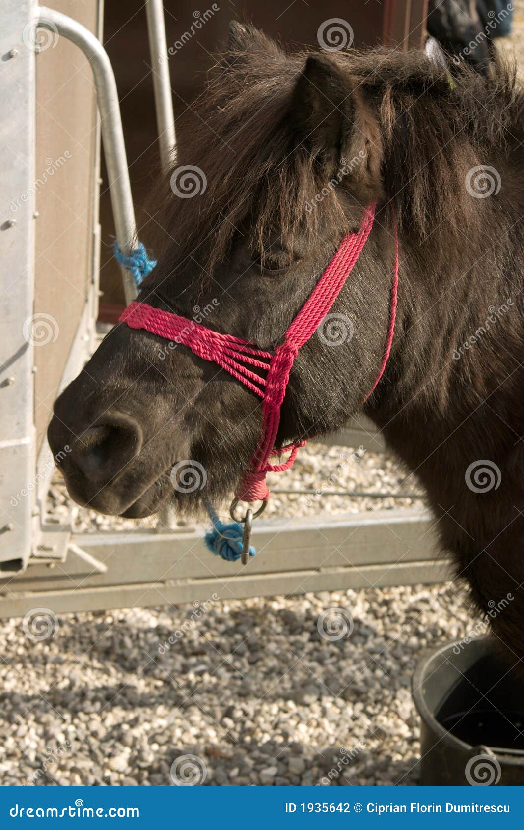 Brown Pony Picture. Image: 1935642