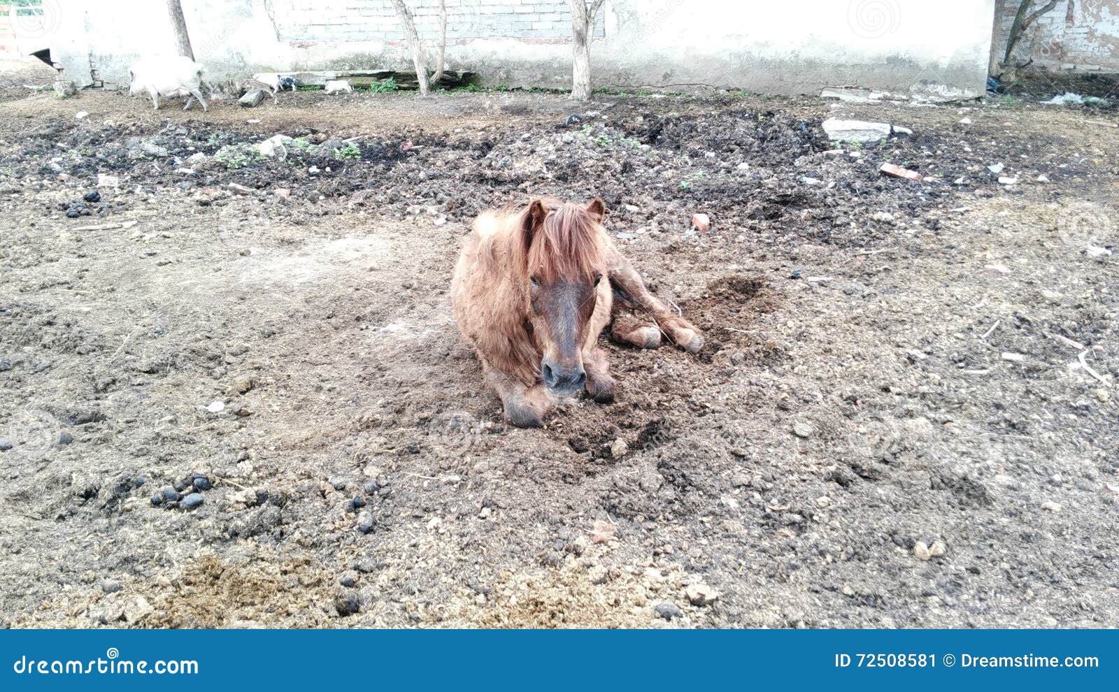 Brown pony stock image. Image of cute, horse, pony, brown - 72508581