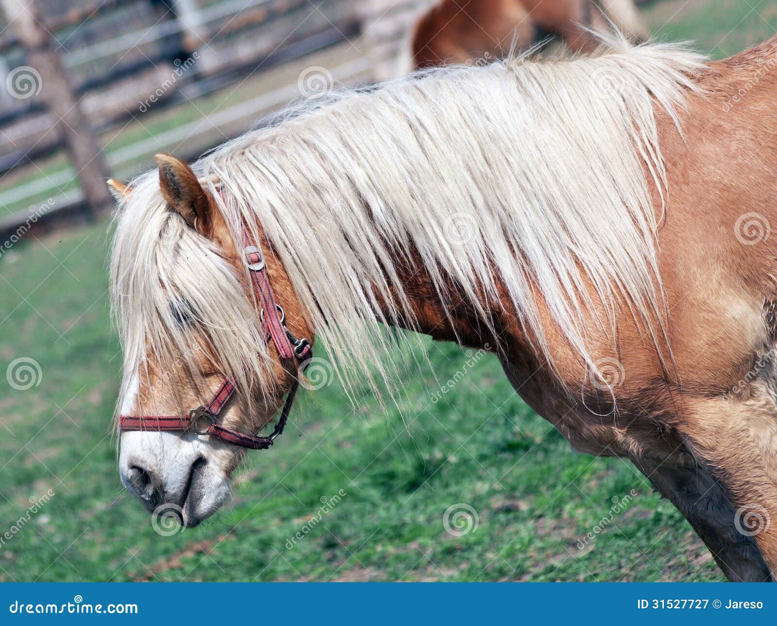 Brown pony in field stock image. Image of looking, outside - 31527727
