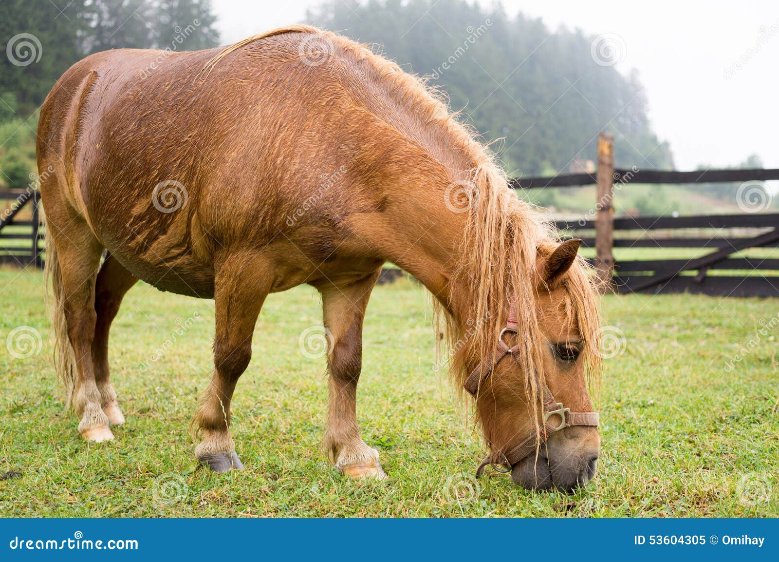 Brown Pony Horse Royalty-Free Stock Image | CartoonDealer.com #9241822