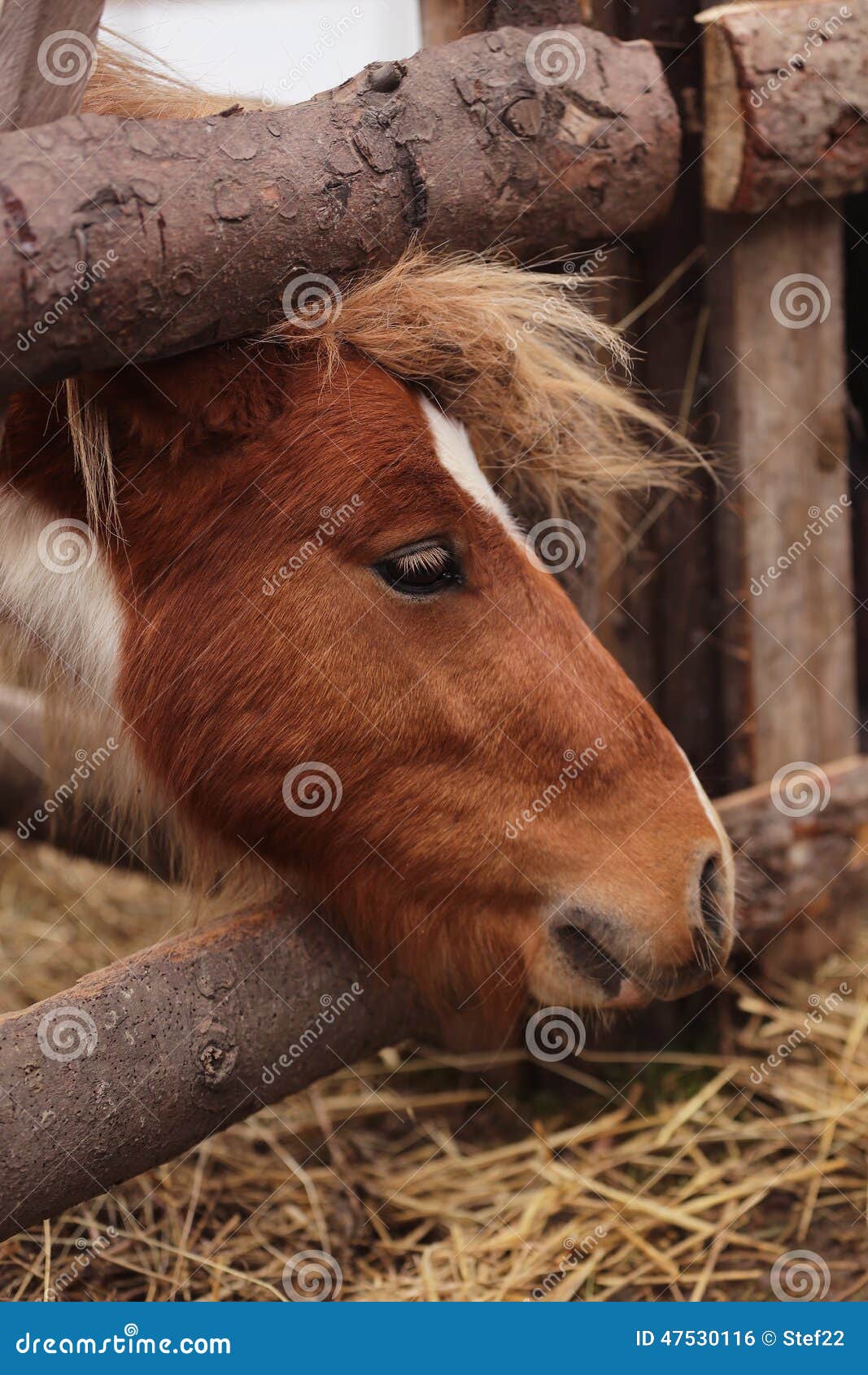 Brown pony stock photo. Image of head, little, equine - 47530116