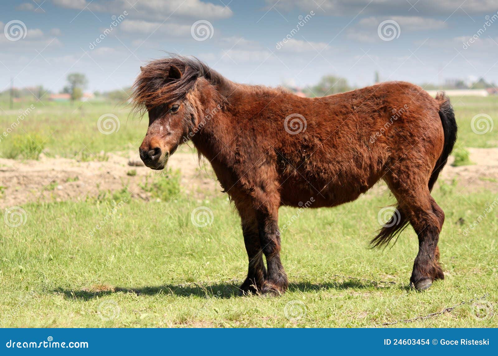 Brown pony horse stock photo. Image of shetland, domestic - 24603454
