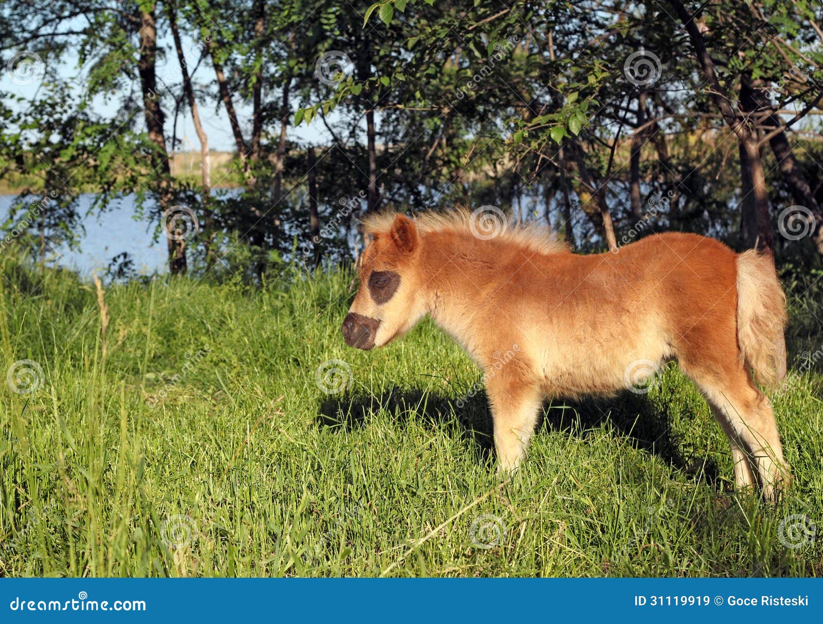 Brown pony horse foal stock image. Image of young, outdoor - 31119919