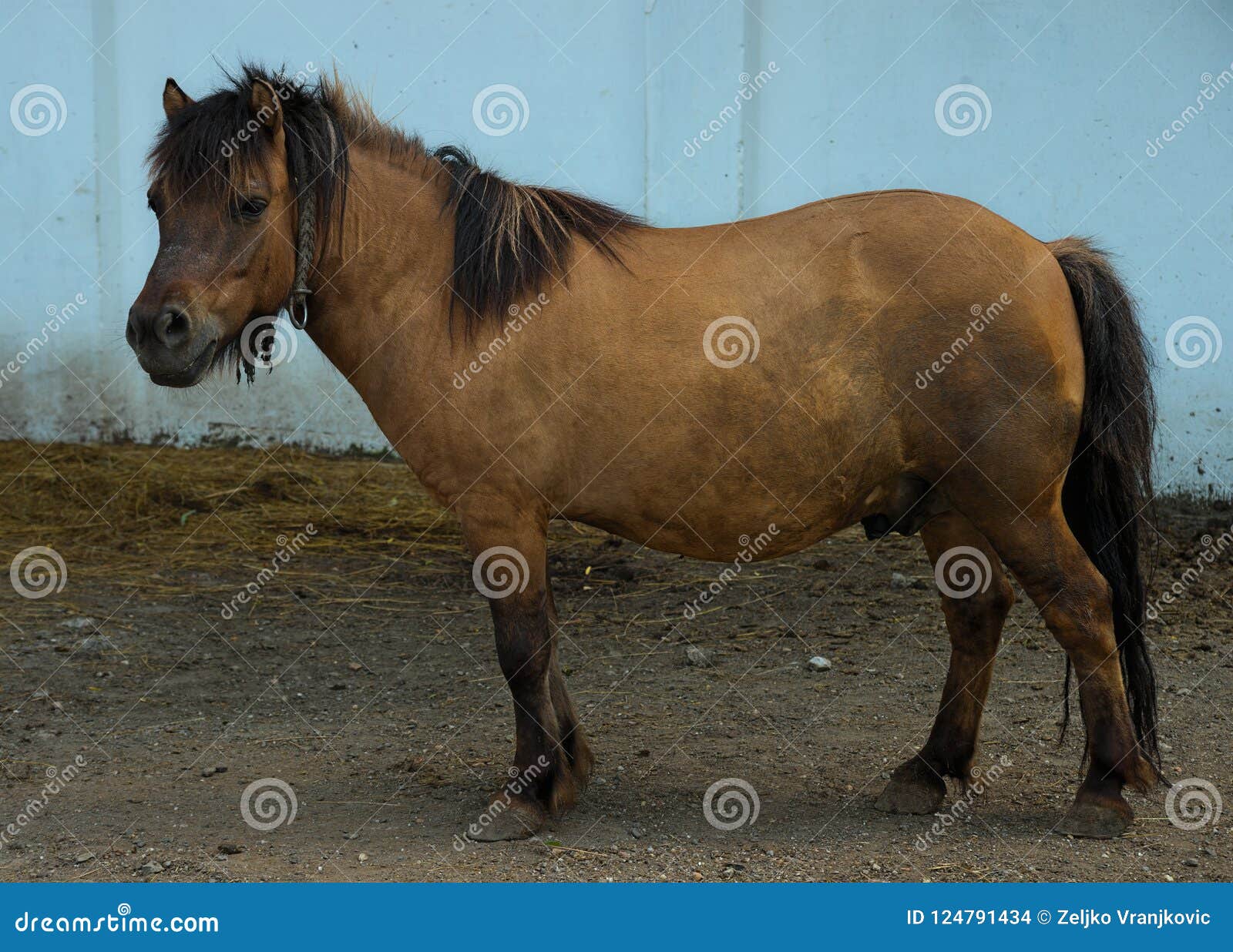 Brown Pony Standing Outside Stable, Side View Stock Photo - Image of ...
