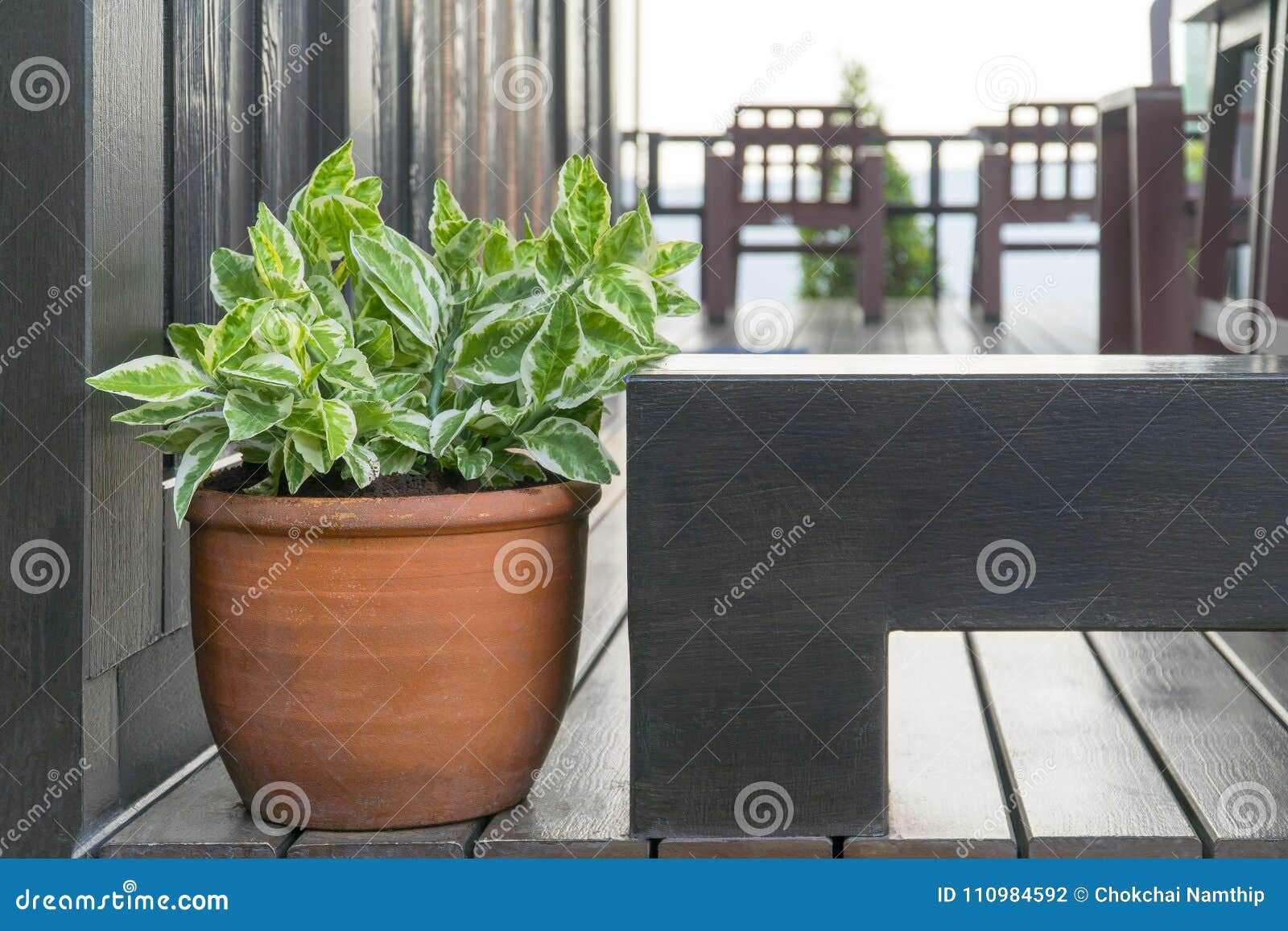 Potted Plant In A Greenhouse Tall Curry Helichrysum Augustifolia ...
