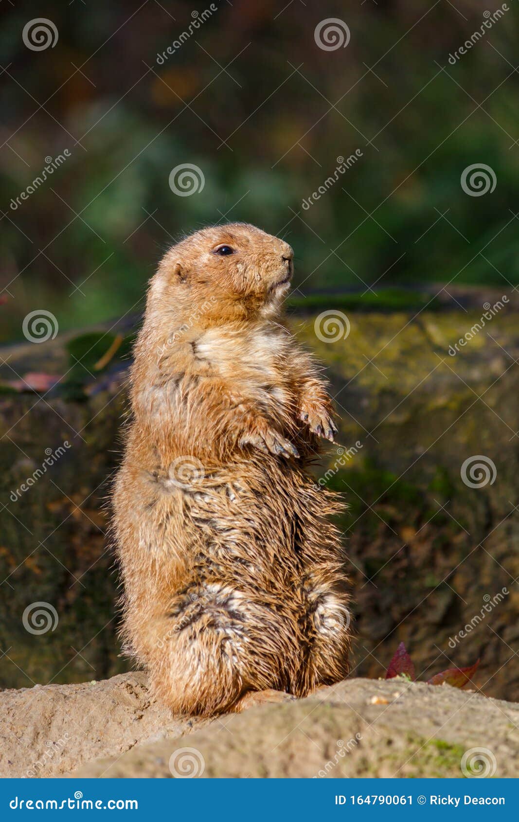 Brown Prairie Dog Standing Upright Looking Away from the Camera Stock ...