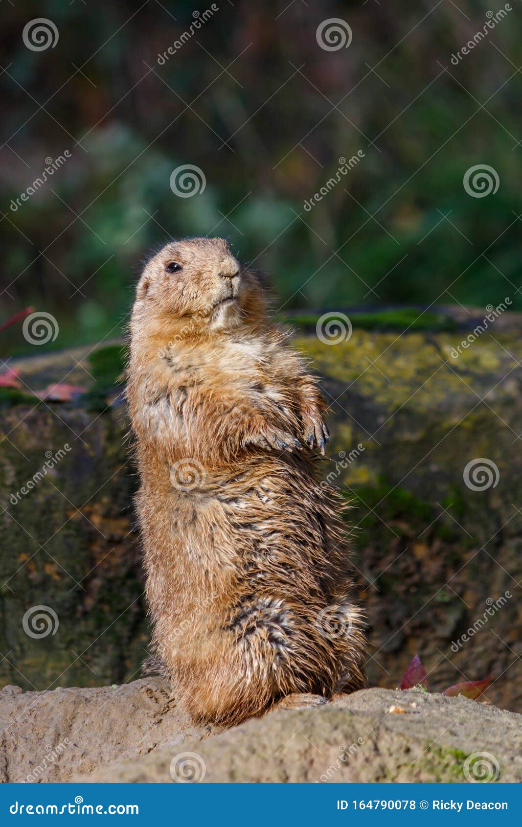 Brown Prairie Dog Standing Upright Looking at Camera Stock Photo ...