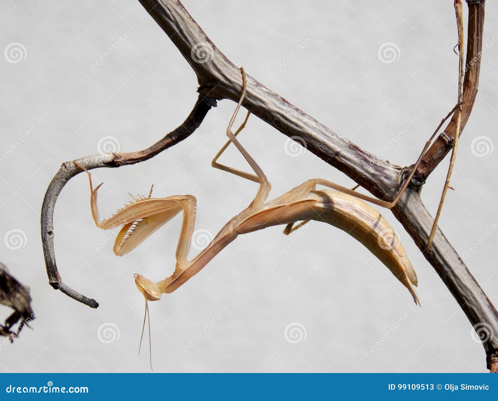 Mantis stock image. Image of small, plant, mantis, little - 99109513