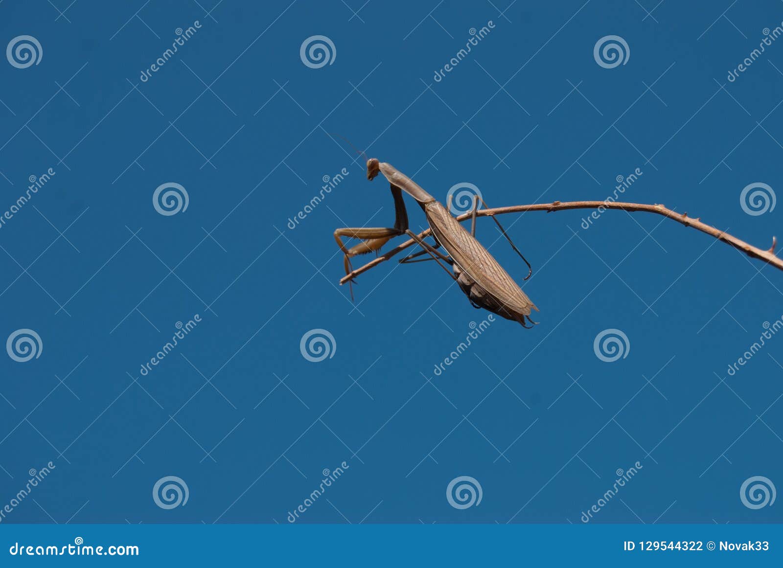 Brown Praying mantis stock photo. Image of closeup, leaf - 129544322