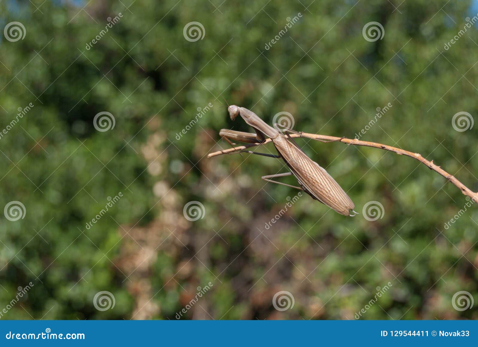 Brown Praying mantis stock image. Image of animal, horror - 129544411