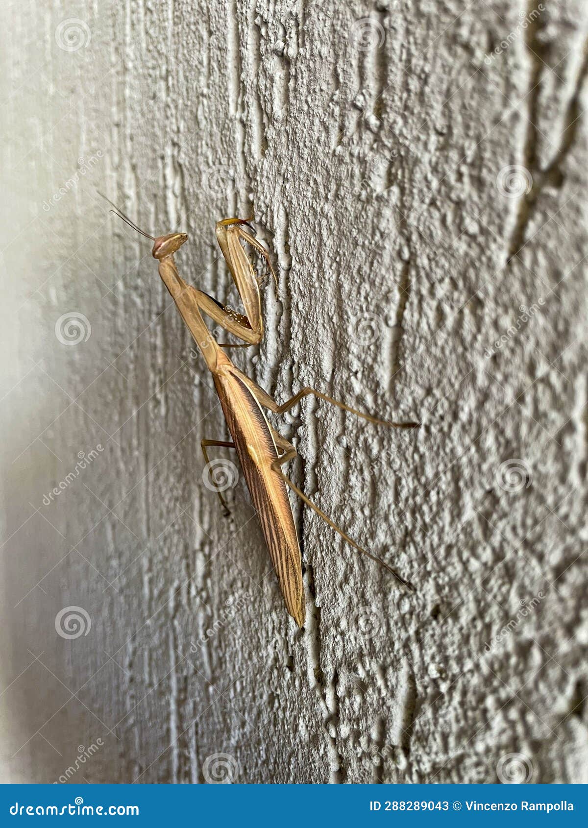 Brown praying mantis stock image. Image of wood, twig - 288289043