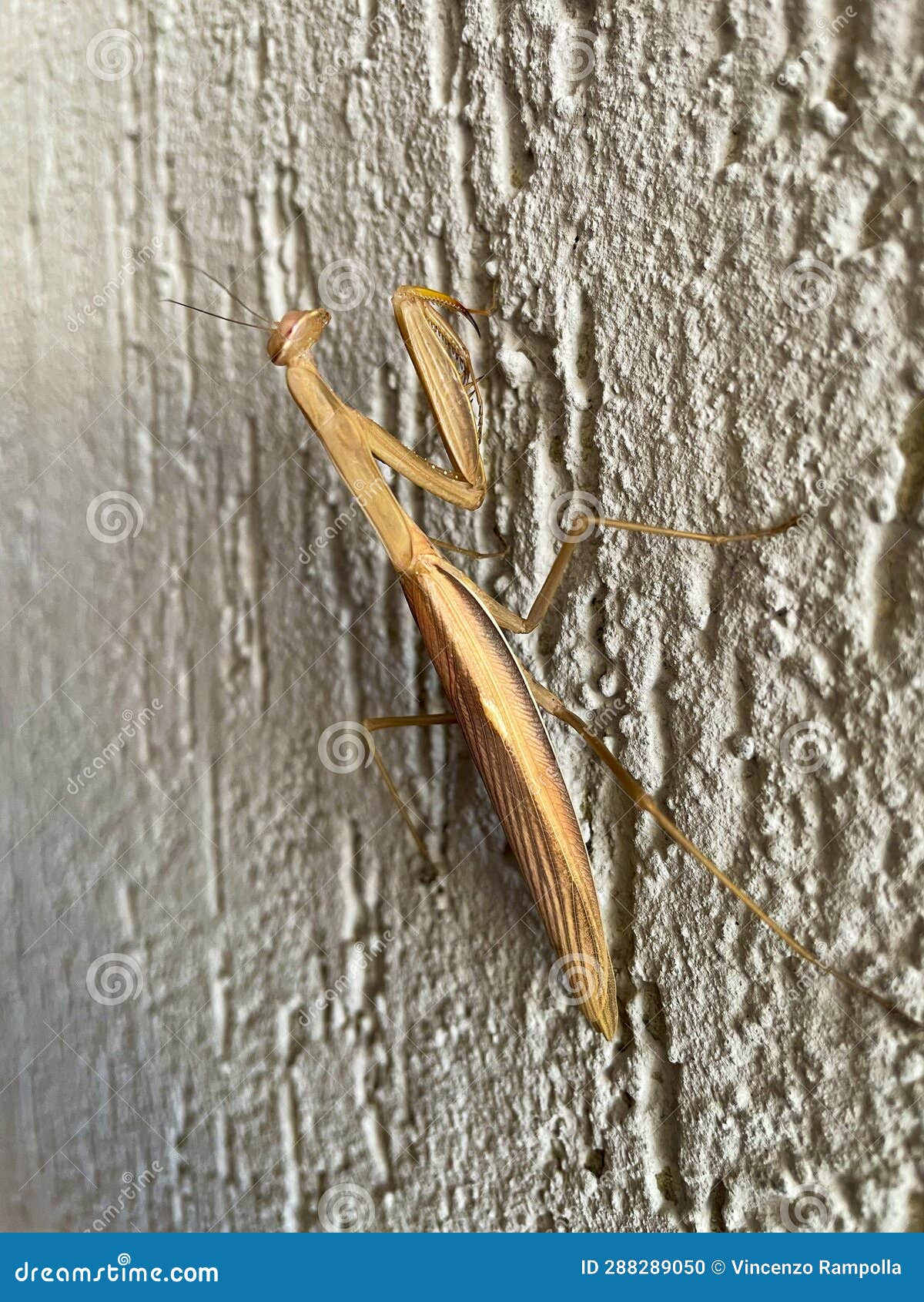 Brown praying mantis stock photo. Image of wall, arthropod - 288289050