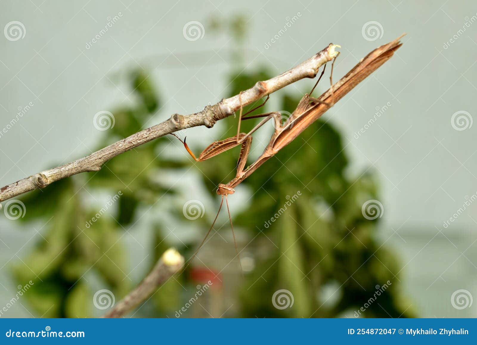 A Brown Praying Mantis Hangs on a Branch Stock Image - Image of green ...