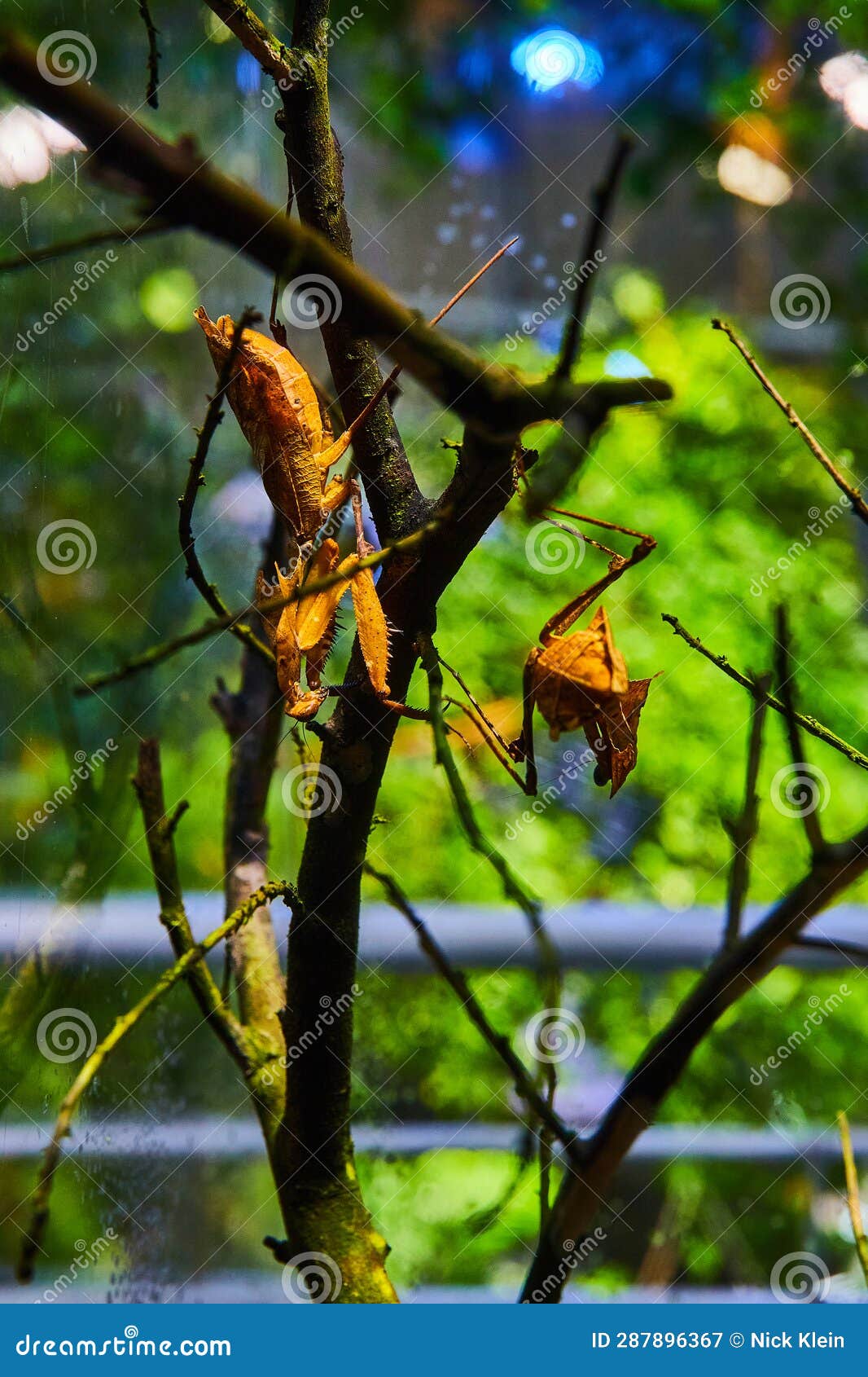 Brown Praying Mantis Insects Upside Down and Sideways on Stick with ...