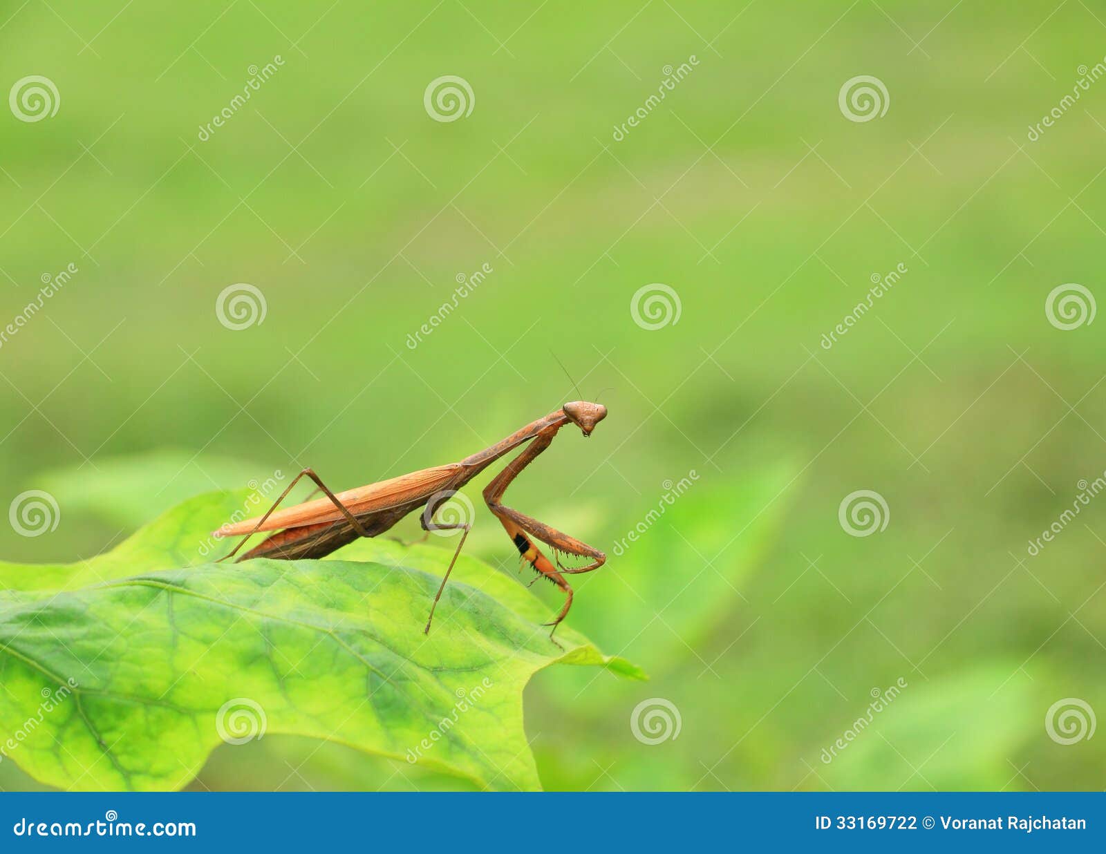 Brown praying mantis stock photo. Image of arachnid, plant - 33169722