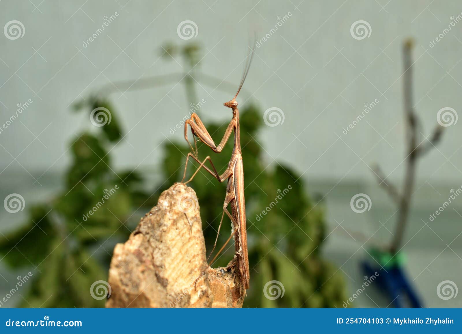 Brown Praying Mantis, Shot in Full Length. Stock Image - Image of ...