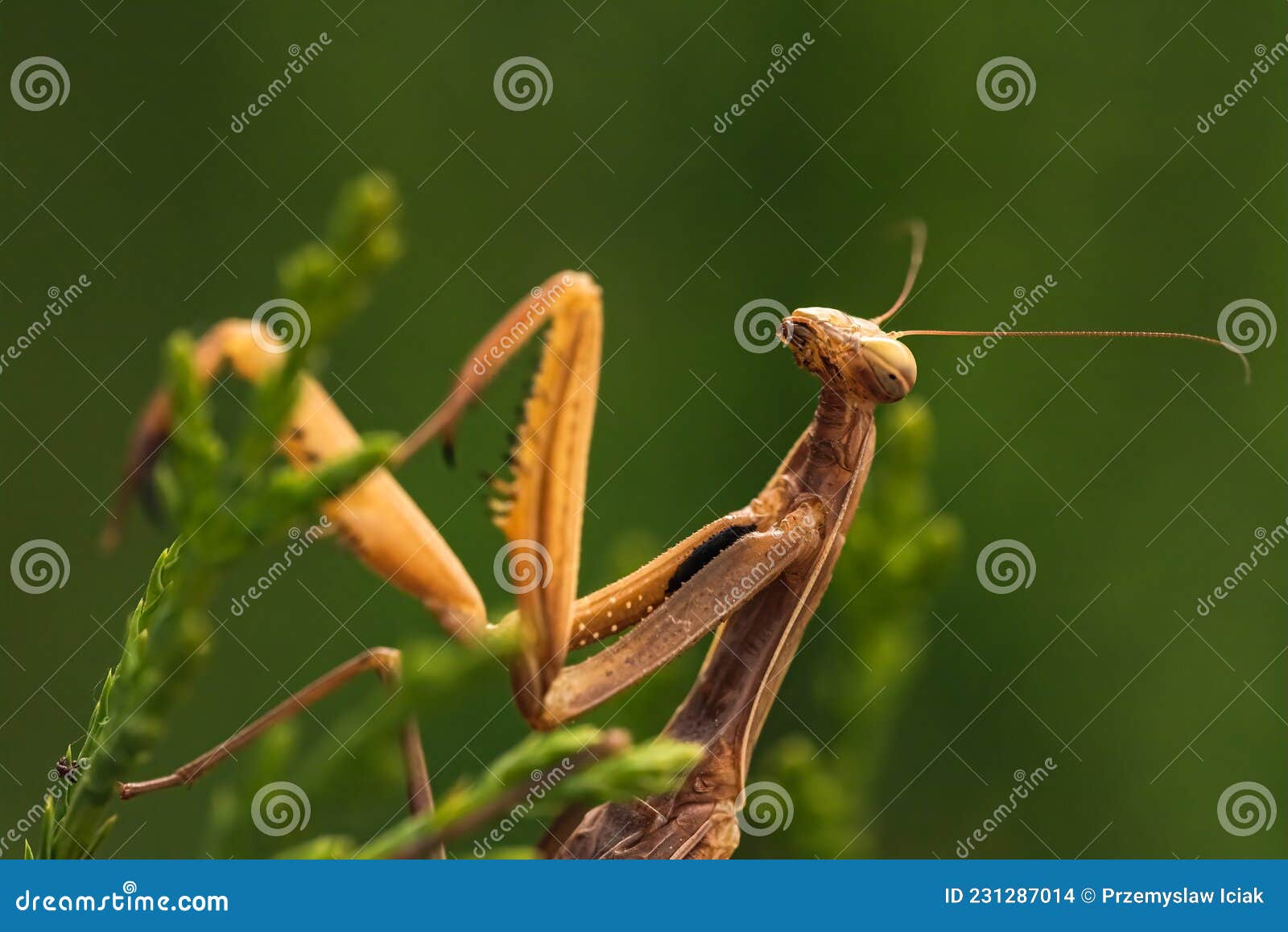 Brown Praying Mantis on Tree. Mantis Religiosa Stock Photo - Image of ...